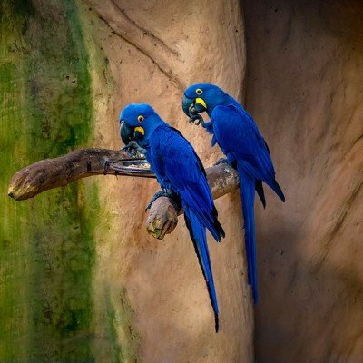 RAPP - RAGB - Serviços e Soluções Regulatórias RAGB